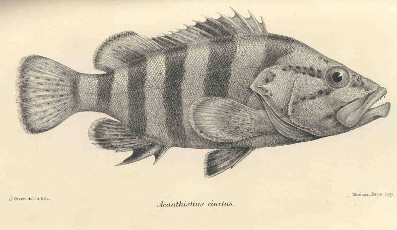 Acanthistius cinctus (Günther, 1859)